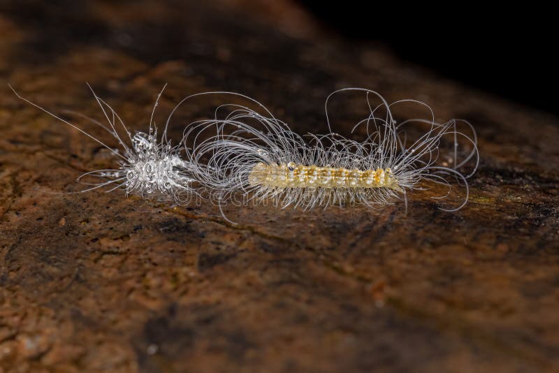 Small moth larva stock photo. Image of caterpillar, butterflies - 242562418