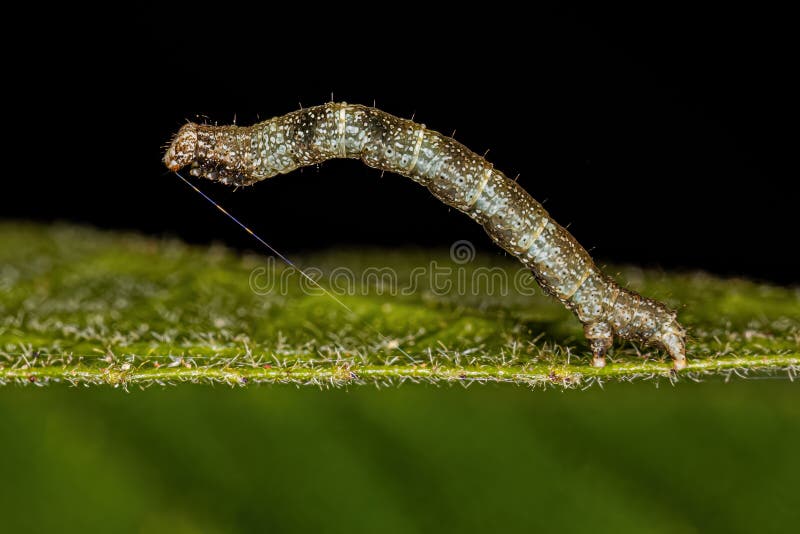 Small moth larva stock photo. Image of butterflies, small - 263481784