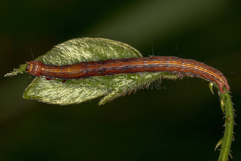 Small moth larva stock photo. Image of macro, invertebrate - 238164956