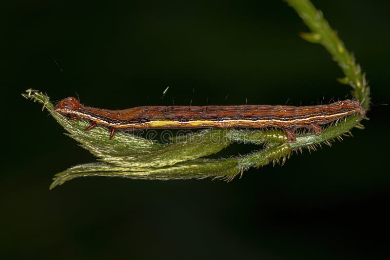 Small moth larva stock image. Image of moths, nature - 238164961