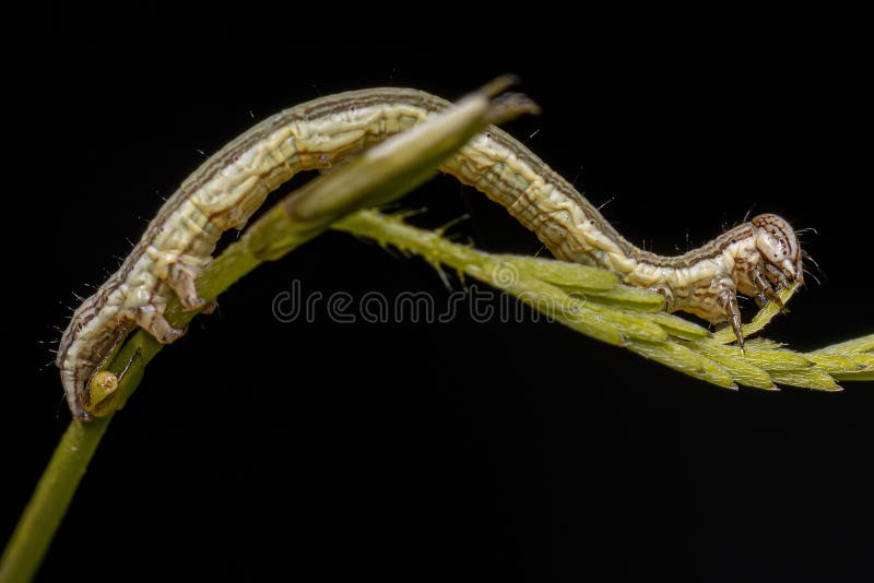 Small moth larva stock image. Image of invertebrate - 264740747