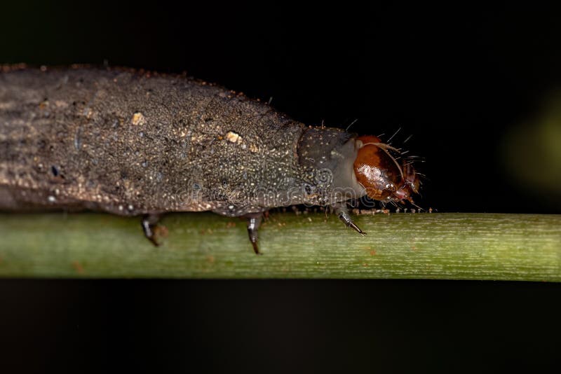 Small moth larva stock image. Image of invertebrate - 238163339
