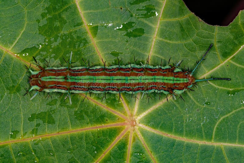 Small moth larva stock image. Image of nature, nymphalidae - 240407983