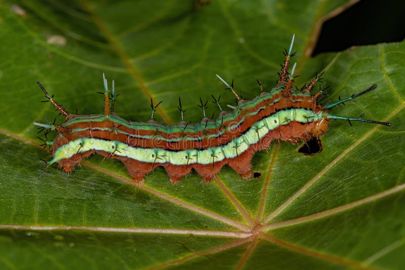 Small moth larva stock photo. Image of wild, moths, insects - 240407984
