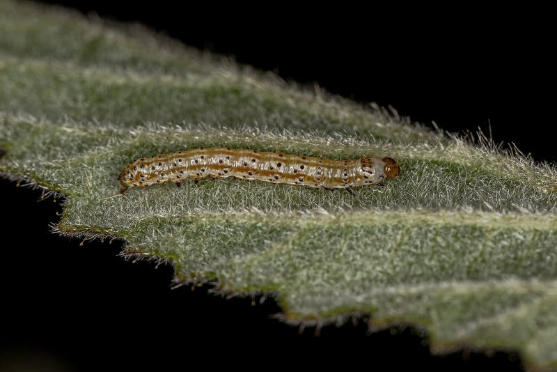 Small moth larva stock photo. Image of caterpillars - 241078124
