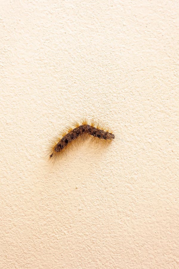 Small moth larva stock photo. Image of order, larvae - 242014140