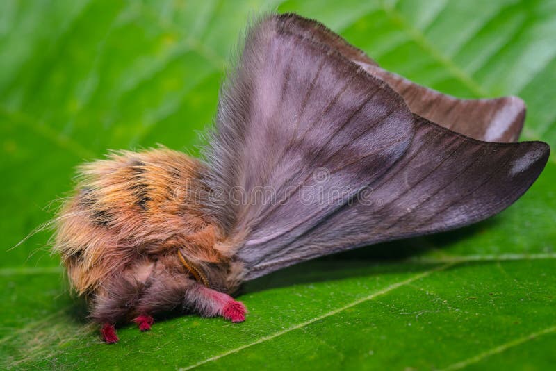 Small Moth on a Leaf in Defensive Position Stock Image - Image of ...