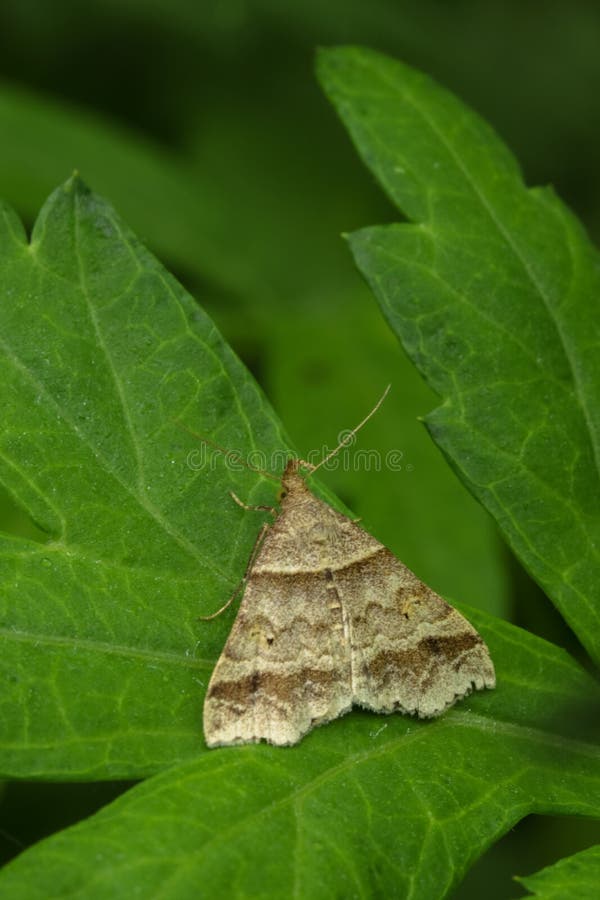 Small moth. stock photo. Image of leaf, green, close - 198436308