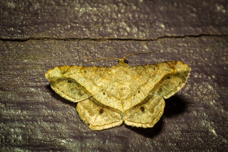 Small moth. stock image. Image of grey, dark, butterfly - 78945523