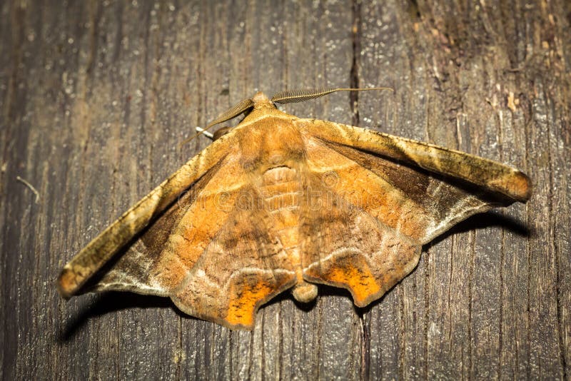 Small moth. stock image. Image of asia, eyes, conservation - 78945615