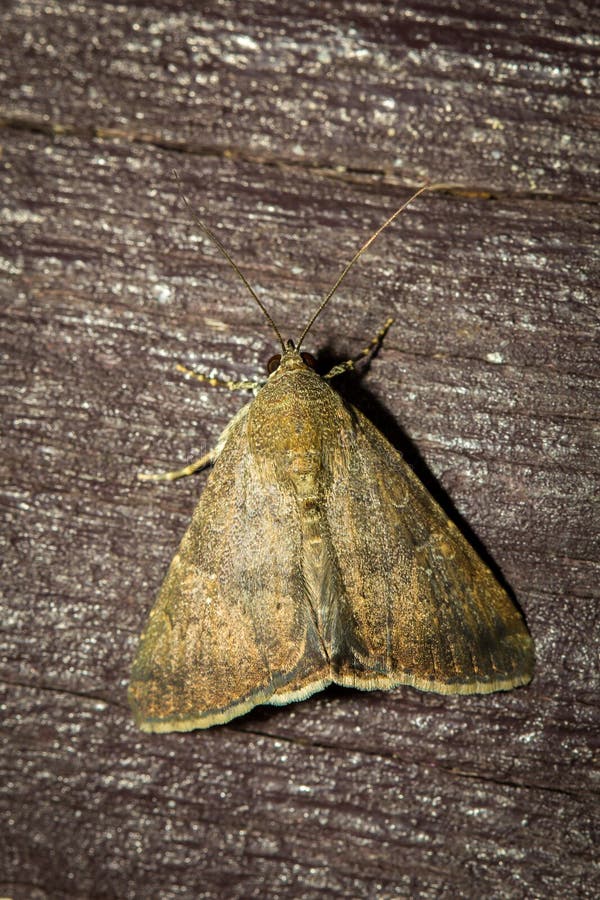 Small moth. stock image. Image of black, grey, green - 78945901