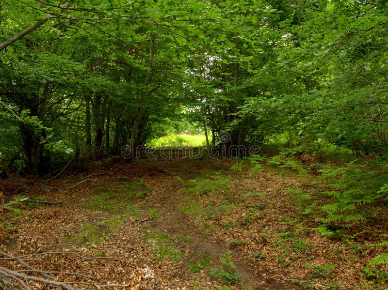Mountain Trail through the Forest Stock Image - Image of beautiful ...