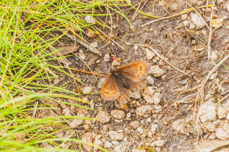 Metamorphosis of Small Tortoiseshell (Aglais Urticae) Stock Image ...