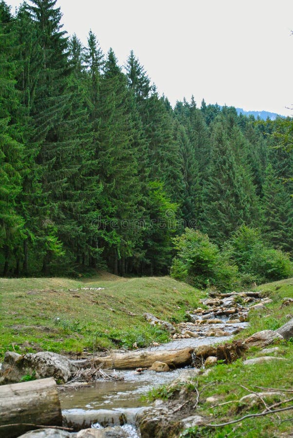 Quiet Back-water on a Very Small River Stock Photo - Image of reed ...