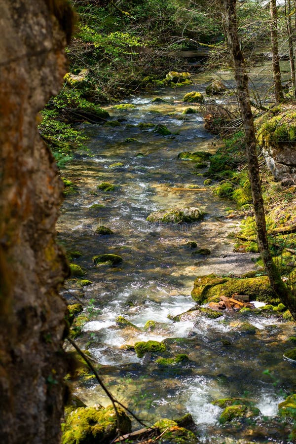 A Small Mountain River among a Dense Forest in the Austrian Alps Stock ...