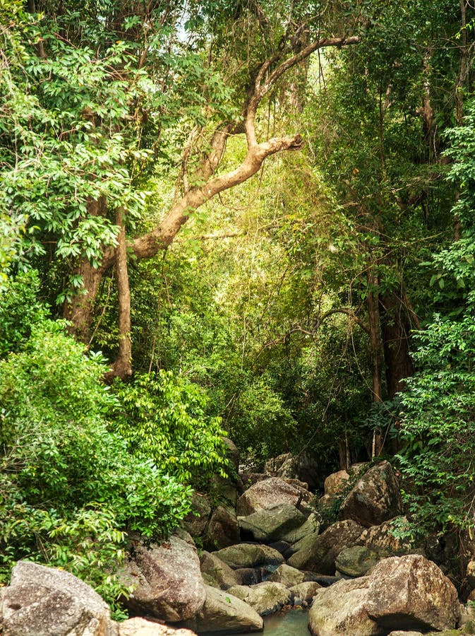 Small Mountain River Tropical Jungle Beautiful Bright La Stock Photos ...