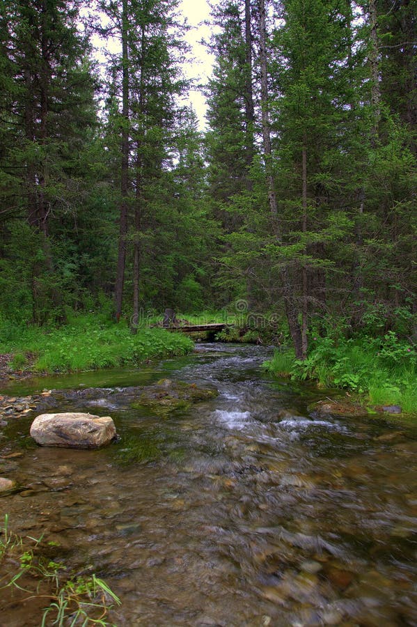 A Small Mountain Stream, Calmly Flows through the Coniferous Forest ...