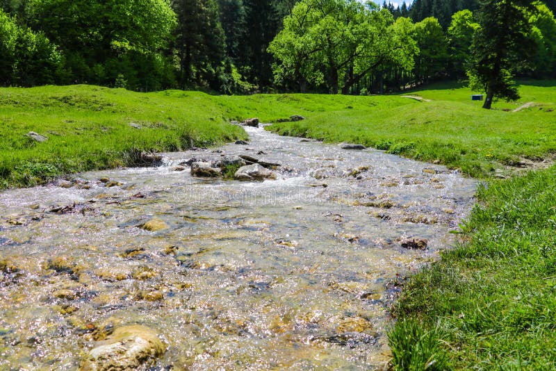 A Small Mountain Stream with Cold Water Flows Surrounded by Large Green ...