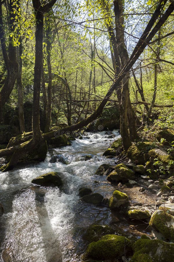 Small mountain stream stock photo. Image of park, mossy - 145608016
