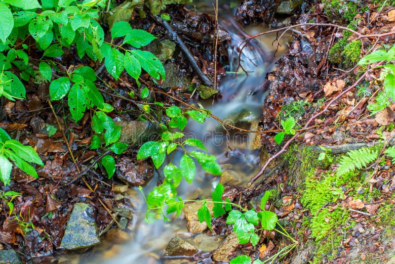 Small Mountain Stream Flowing on the Side of the Mountain Stock Image ...