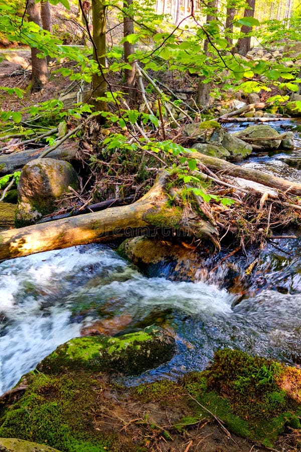 A Small Mountain Stream Flows through the Forest. Stock Photo - Image ...