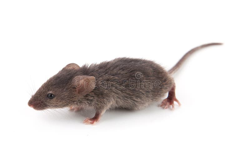 Small mouse stock photo. Image of black, closeup, domestic - 16588624