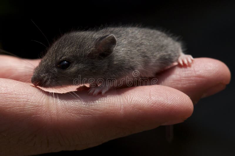 Small mouse stock image. Image of finger, hand, hold - 21906479