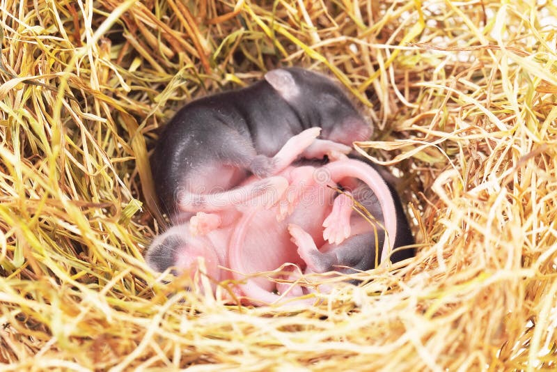 Small mouse babies in nest stock photo. Image of breeding - 41808370