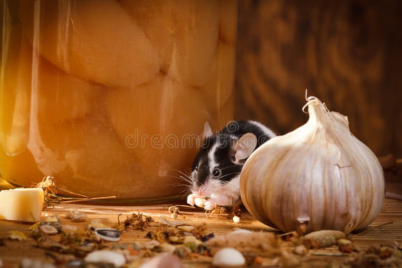 Small Mouse Eating Something Stock Image - Image of cheese, light: 20866463