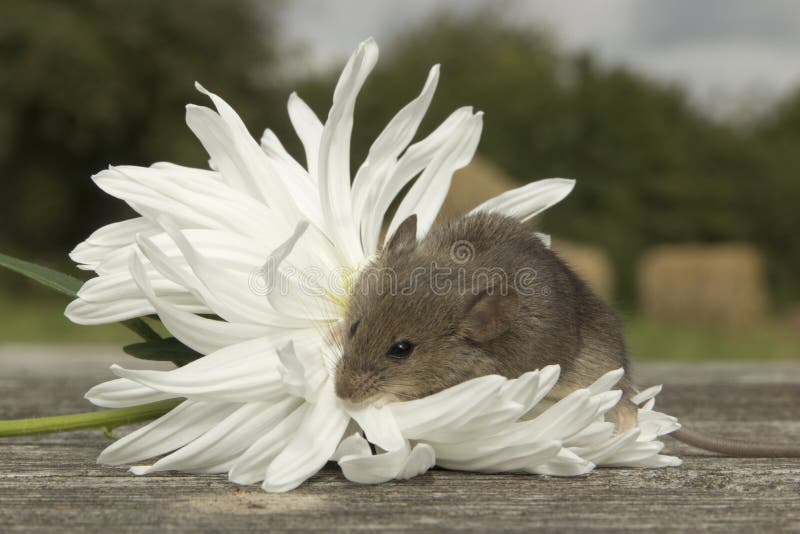 Small Mouse With The Flower Stock Photo - Image of stands, tail: 26571670