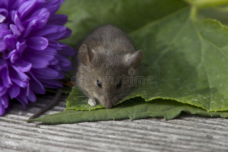 Small Mouse with the Flower Stock Image - Image of vole, flower: 26571999