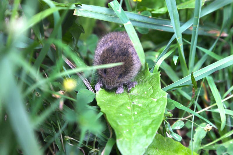Small Mouse among the Grass and Leaves Stock Photo - Image of small ...