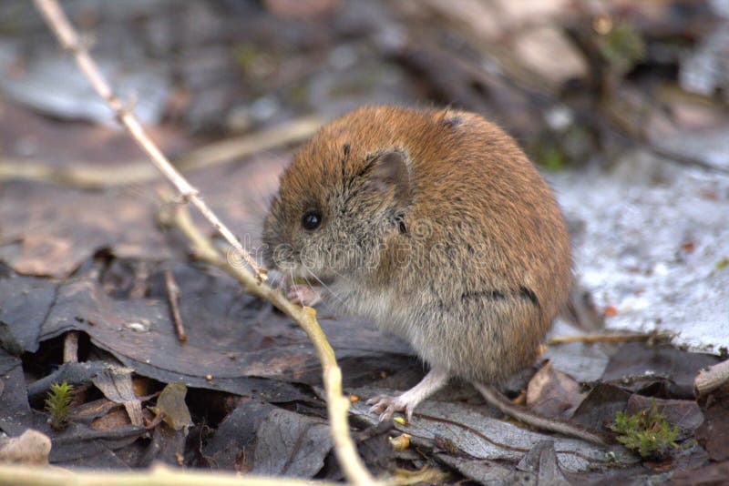 A small mouse stock photo. Image of squirrel, mammal - 245097186