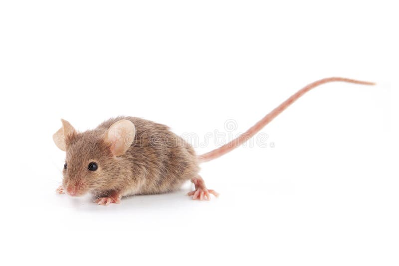 Small mouse stock photo. Image of black, closeup, domestic - 16588624