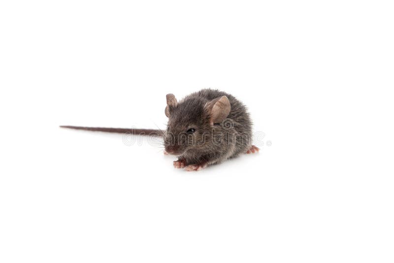 Small mouse stock photo. Image of black, closeup, domestic - 16588624