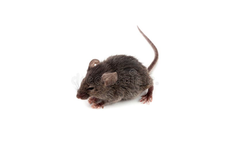 Small mouse stock photo. Image of black, closeup, domestic - 16588624