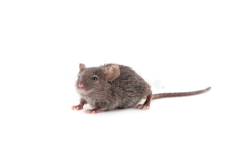 Small mouse stock photo. Image of black, closeup, domestic - 16588624