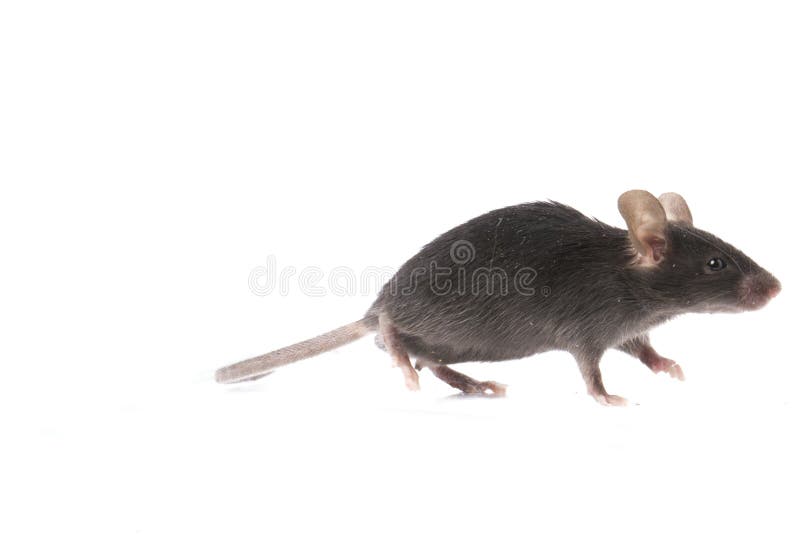 Small Mouse Isolated on a White Stock Photo - Image of rodent, common ...