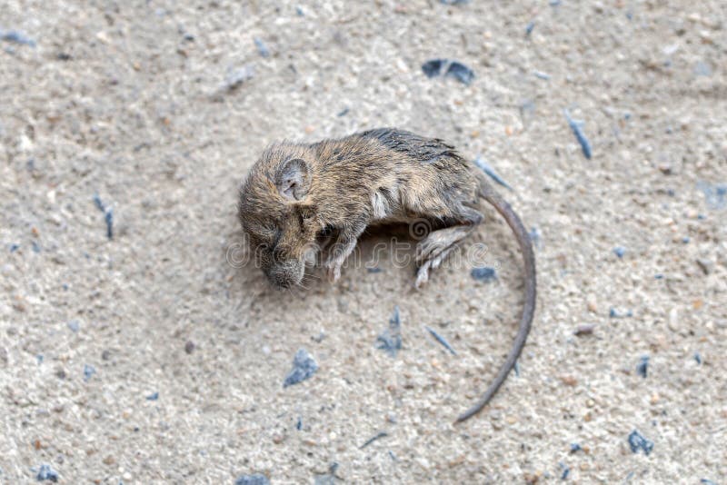 A Small Mouse Laying on a Concrete Floor Stock Image - Image of ...