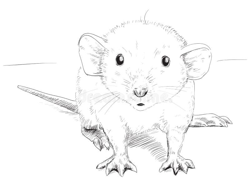 Small mouse sketch stock vector. Illustration of rodent - 80812964