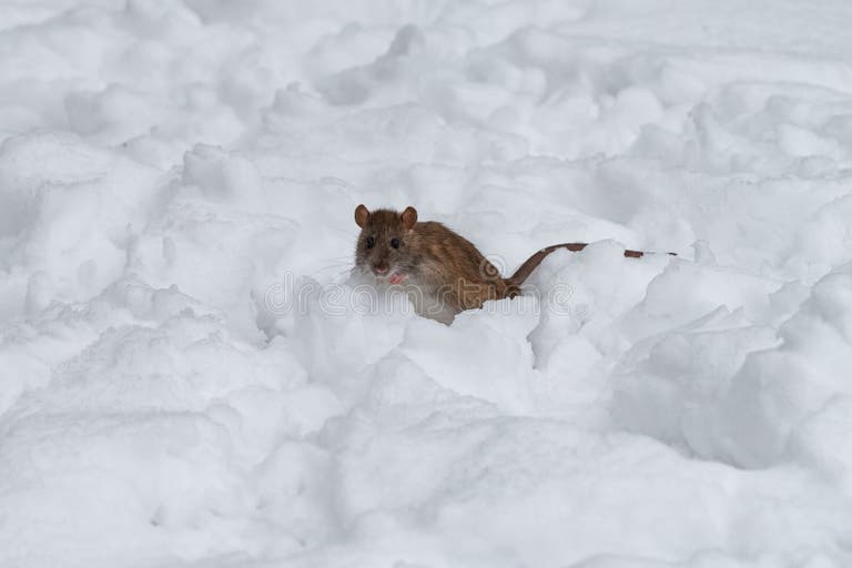 A Small Mouse on the Snow during a Very Cold Weather Stock Image ...