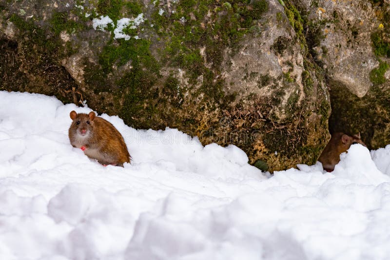 Freezing Mouse Stock Photos - Free & Royalty-Free Stock Photos from ...