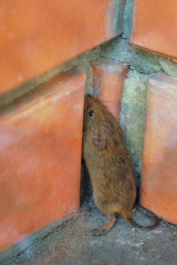 A Small Mouse Stands on Its Hind Legs. Stock Photo - Image of animal ...