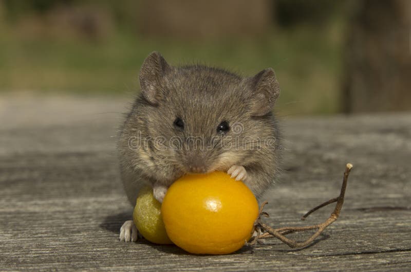 Small Mouse with the Tomato Stock Photo - Image of beady, parasite ...