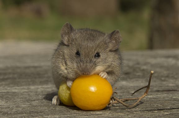 Small Mouse with the Tomato Stock Photo - Image of beady, parasite ...