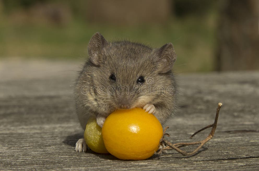 Small Mouse with the Tomato Stock Photo - Image of beady, parasite ...