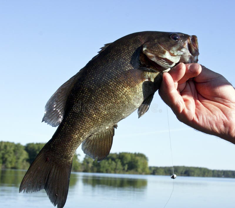Small Mouth Bass Close Up Stock Photos - Free & Royalty-Free Stock ...