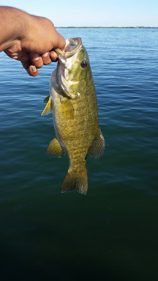 Small Mouth Bass. stock image. Image of small, bass, beautiful - 78000617