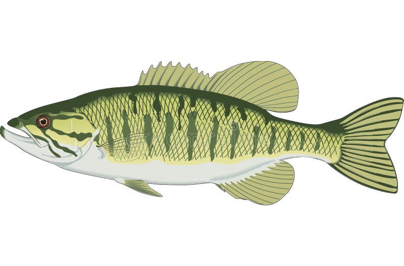 Smallmouth Bass Fish Stock Illustrations – 46 Smallmouth Bass Fish ...