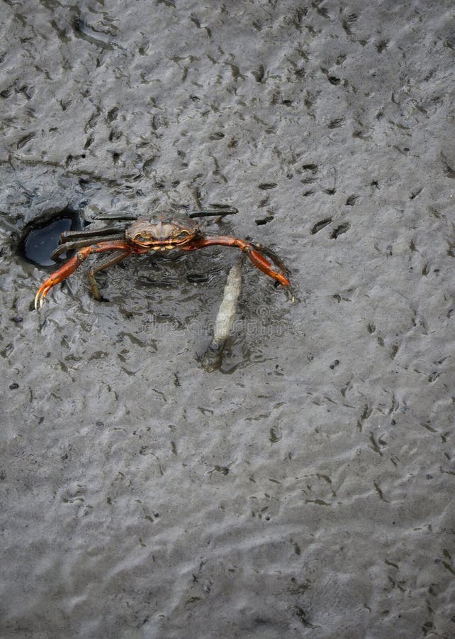 Small Mud Crab in Its Natural Habitat Stock Image - Image of animal ...